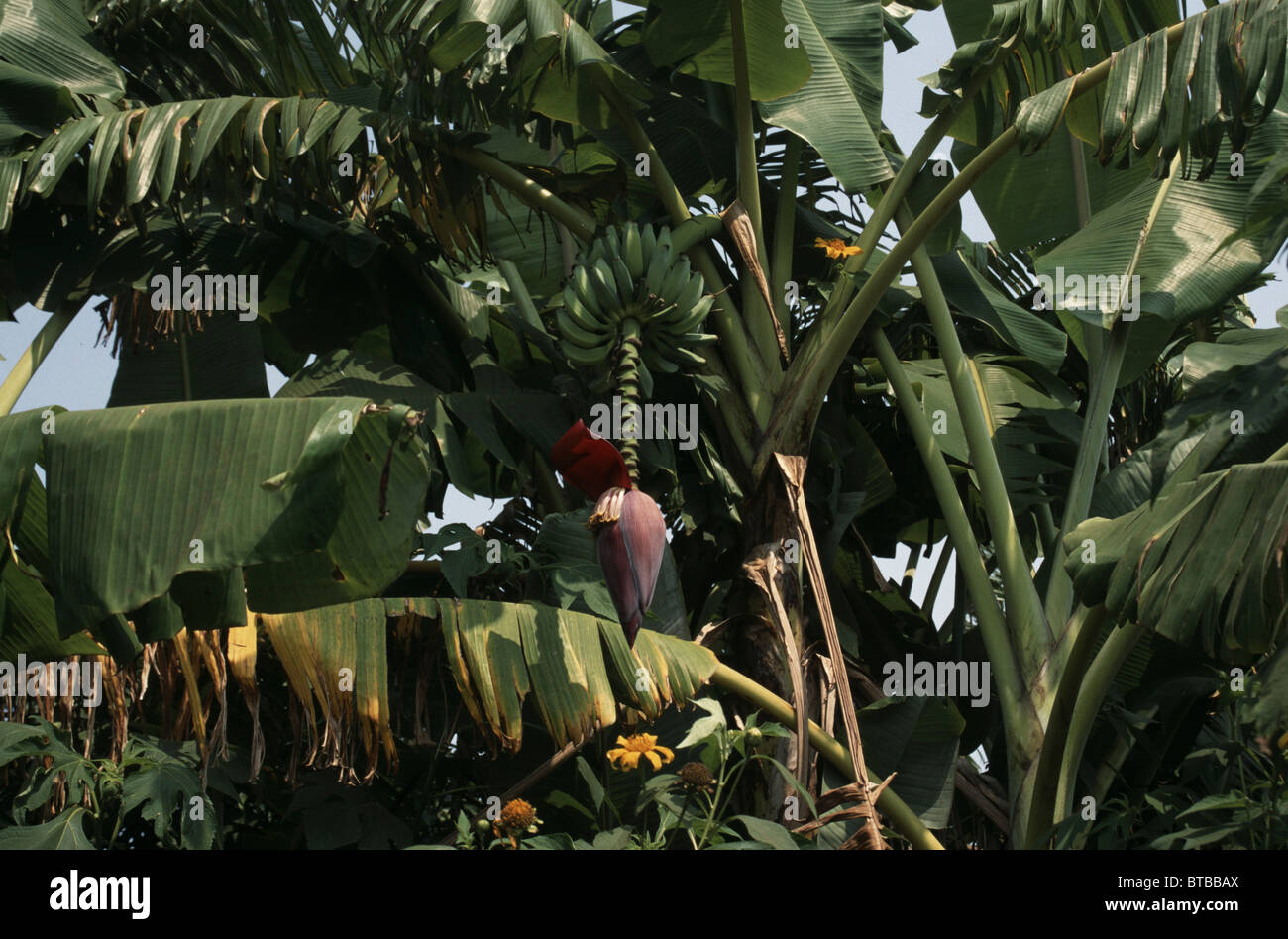 Harvest bananas africa hi-res stock photography and images - Alamy