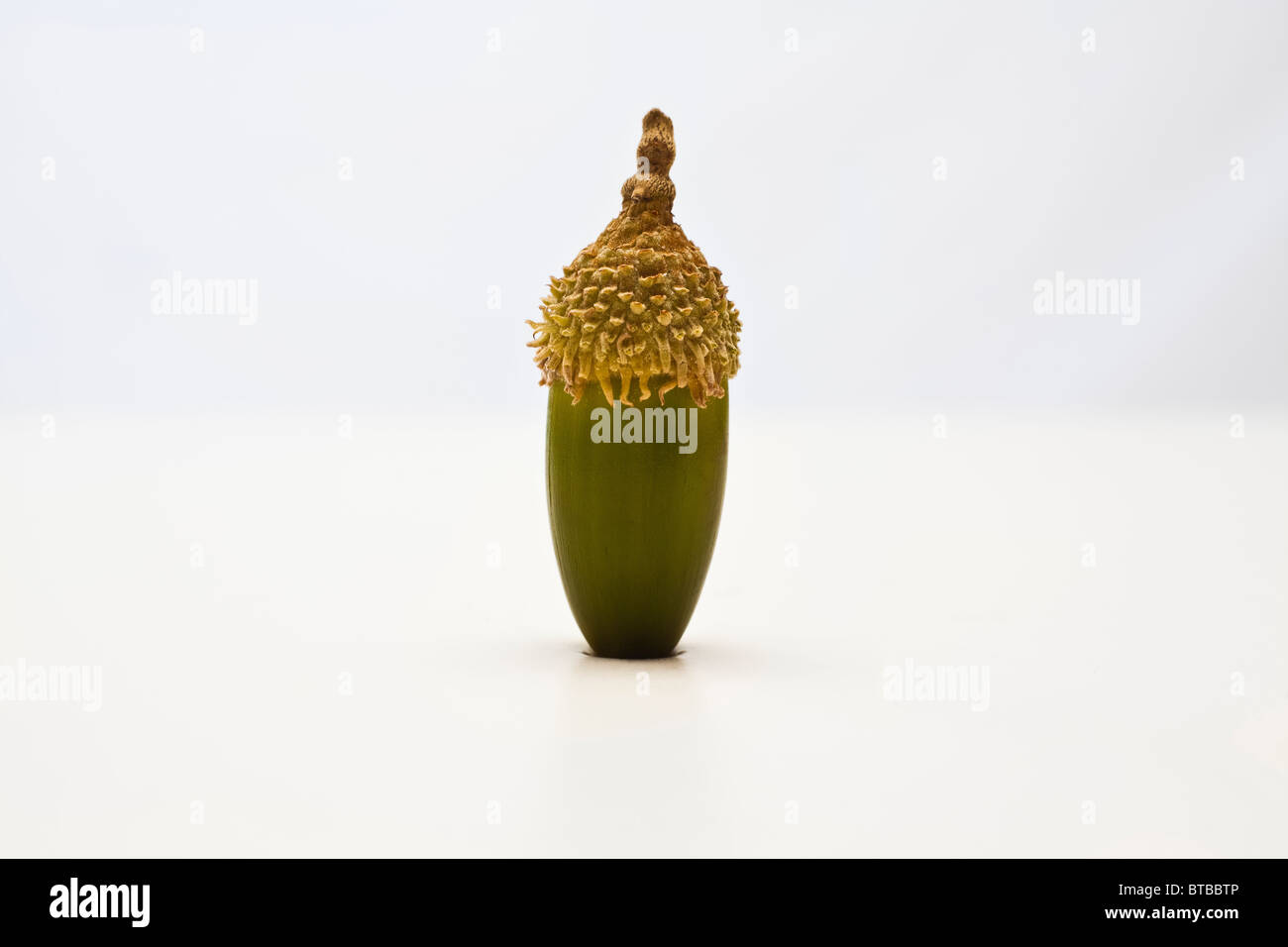 Portrait of an Acorn Stock Photo - Alamy