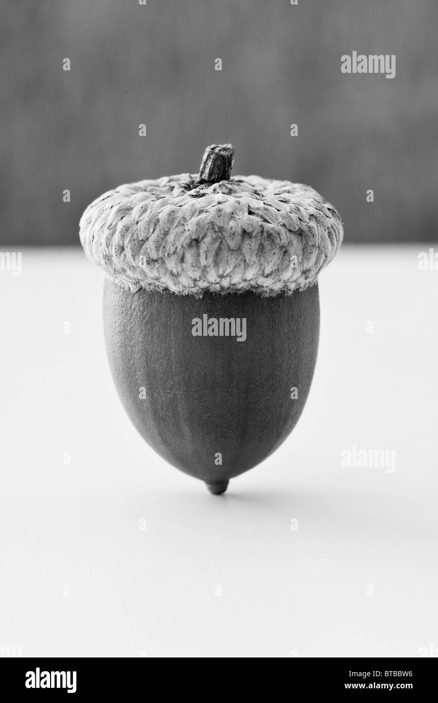 Acorn leaves vector silhouette Black and White Stock Photos & Images ...