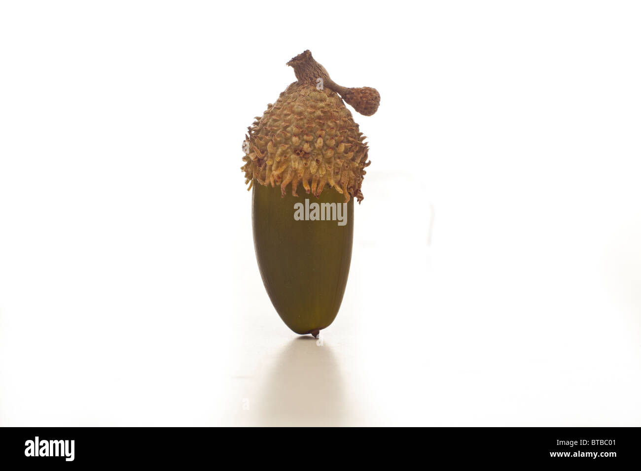 Portrait of an Acorn Stock Photo - Alamy