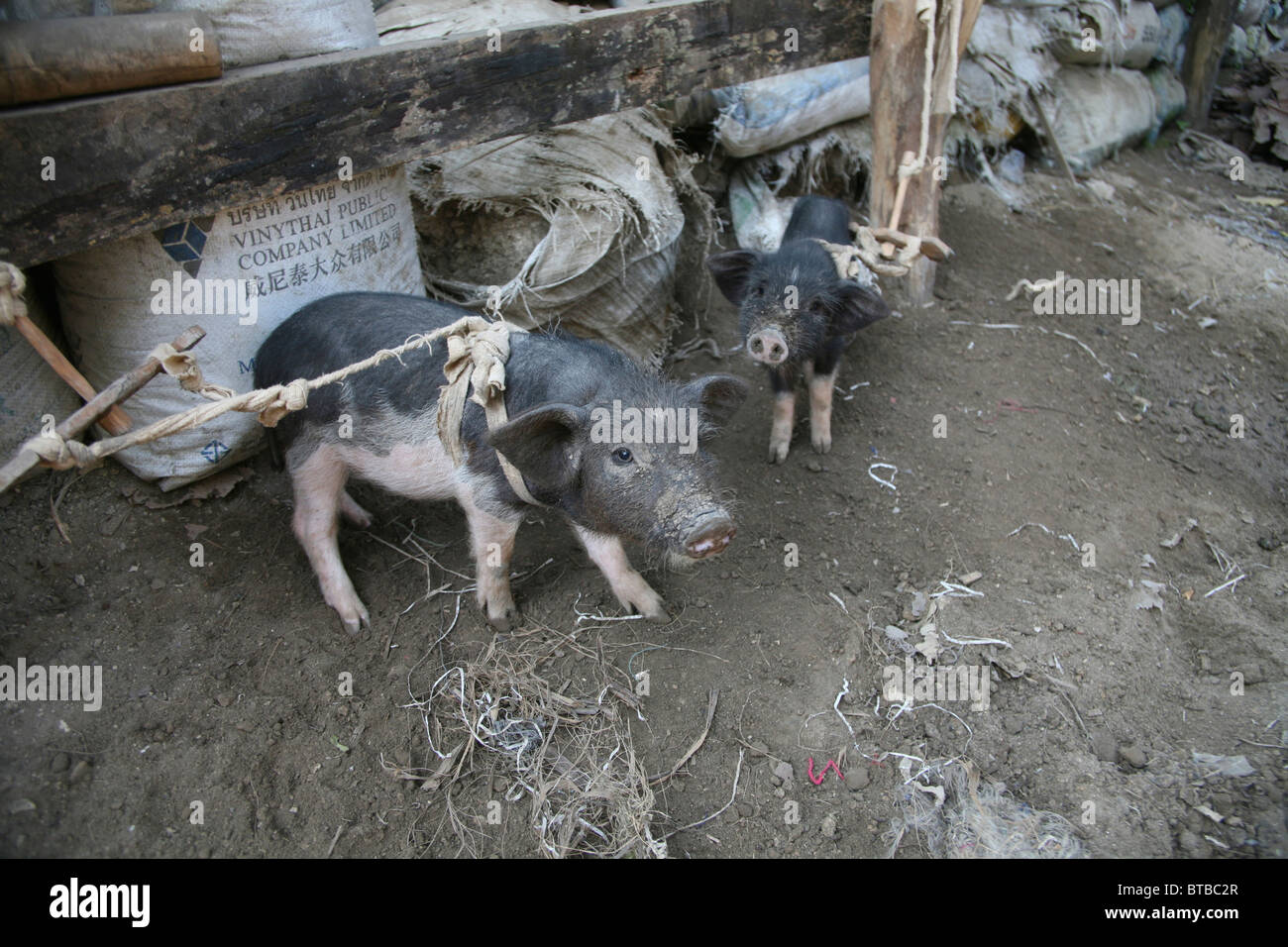 pig in Thailand Stock Photo - Alamy