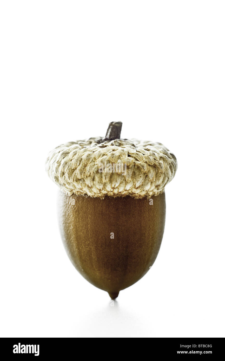 Portrait of an Acorn Stock Photo - Alamy