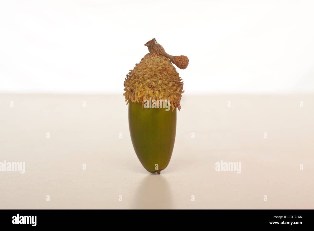 Portrait of an Acorn Stock Photo - Alamy