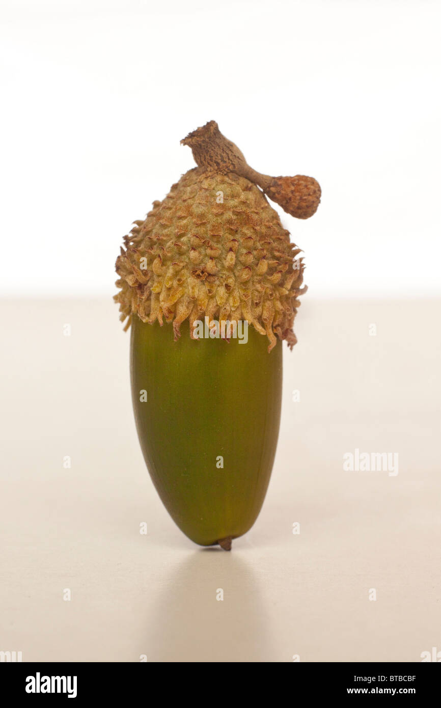 Portrait of an Acorn Stock Photo - Alamy