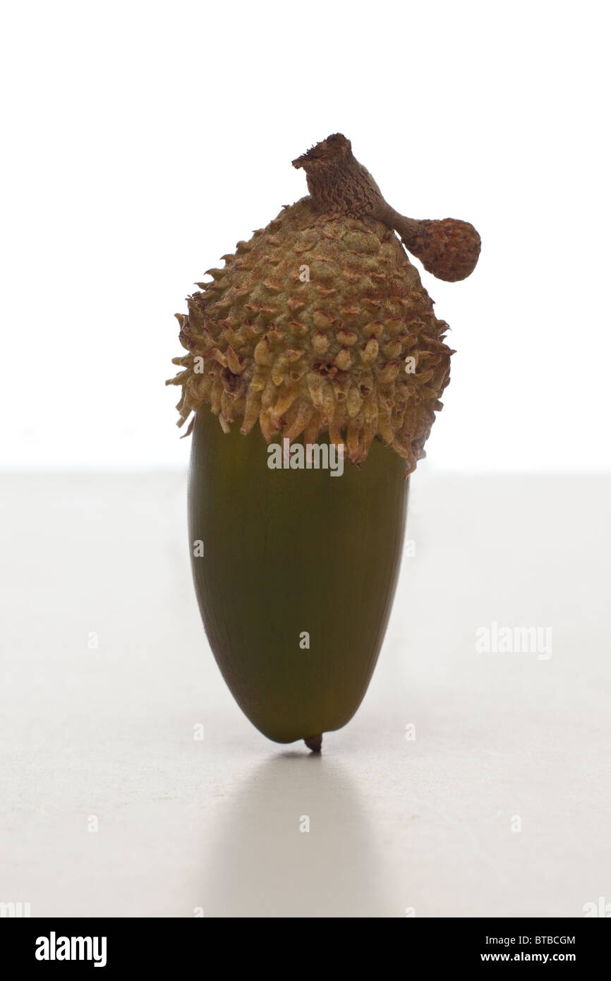 Portrait of an Acorn Stock Photo - Alamy