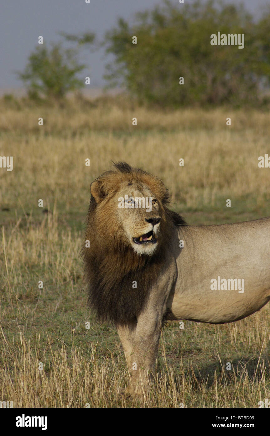 Males lions hi-res stock photography and images - Alamy