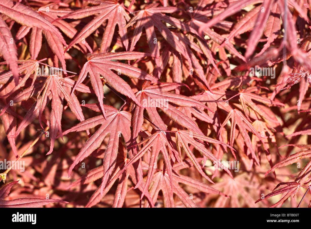 natural maple leaves for background or backdrop use background Stock ...