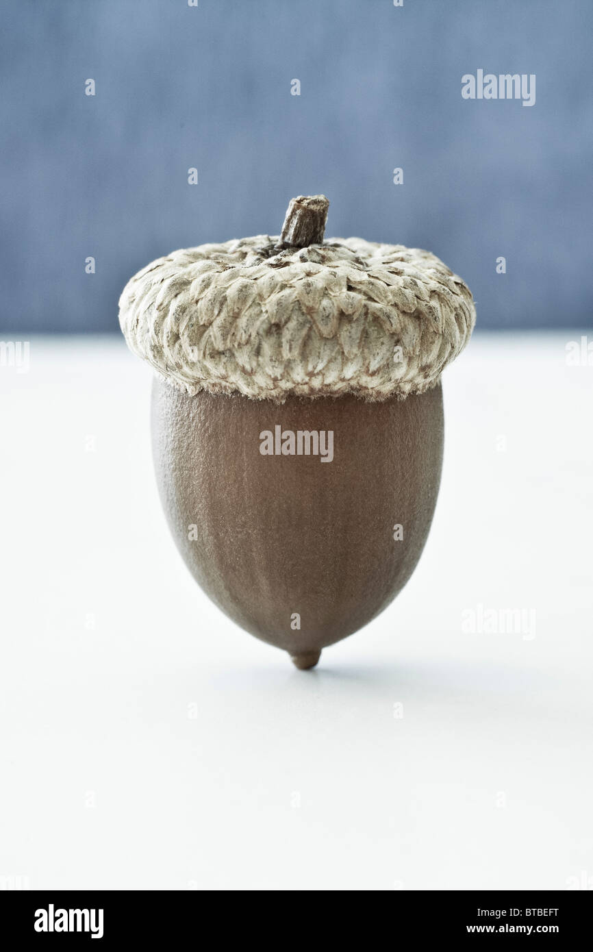 Portrait of an Acorn Stock Photo - Alamy