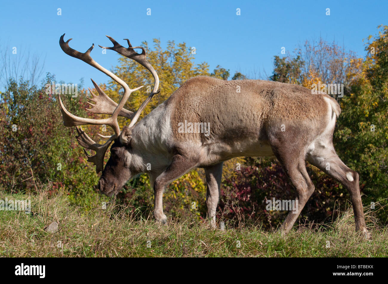 A bull Woodland Caribou in autumn Stock Photo - Alamy