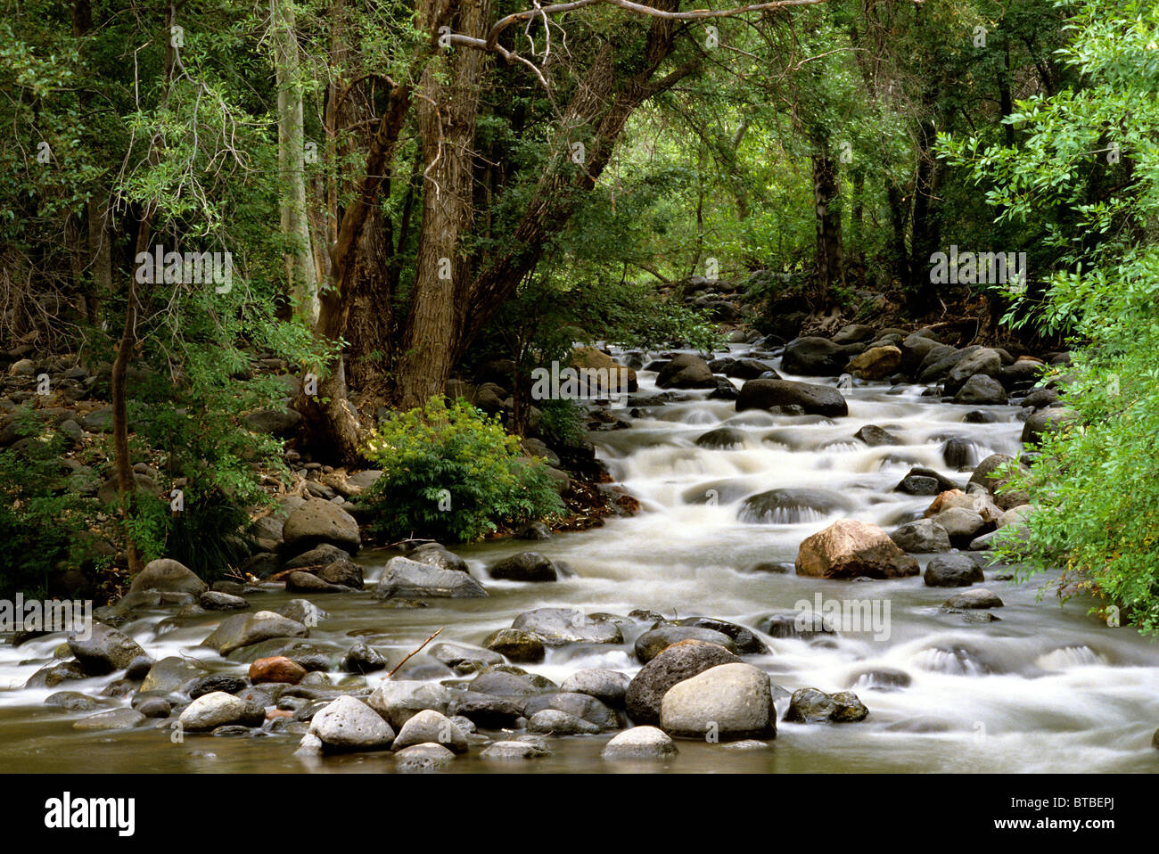 Rocky stream in forest Stock Photo - Alamy