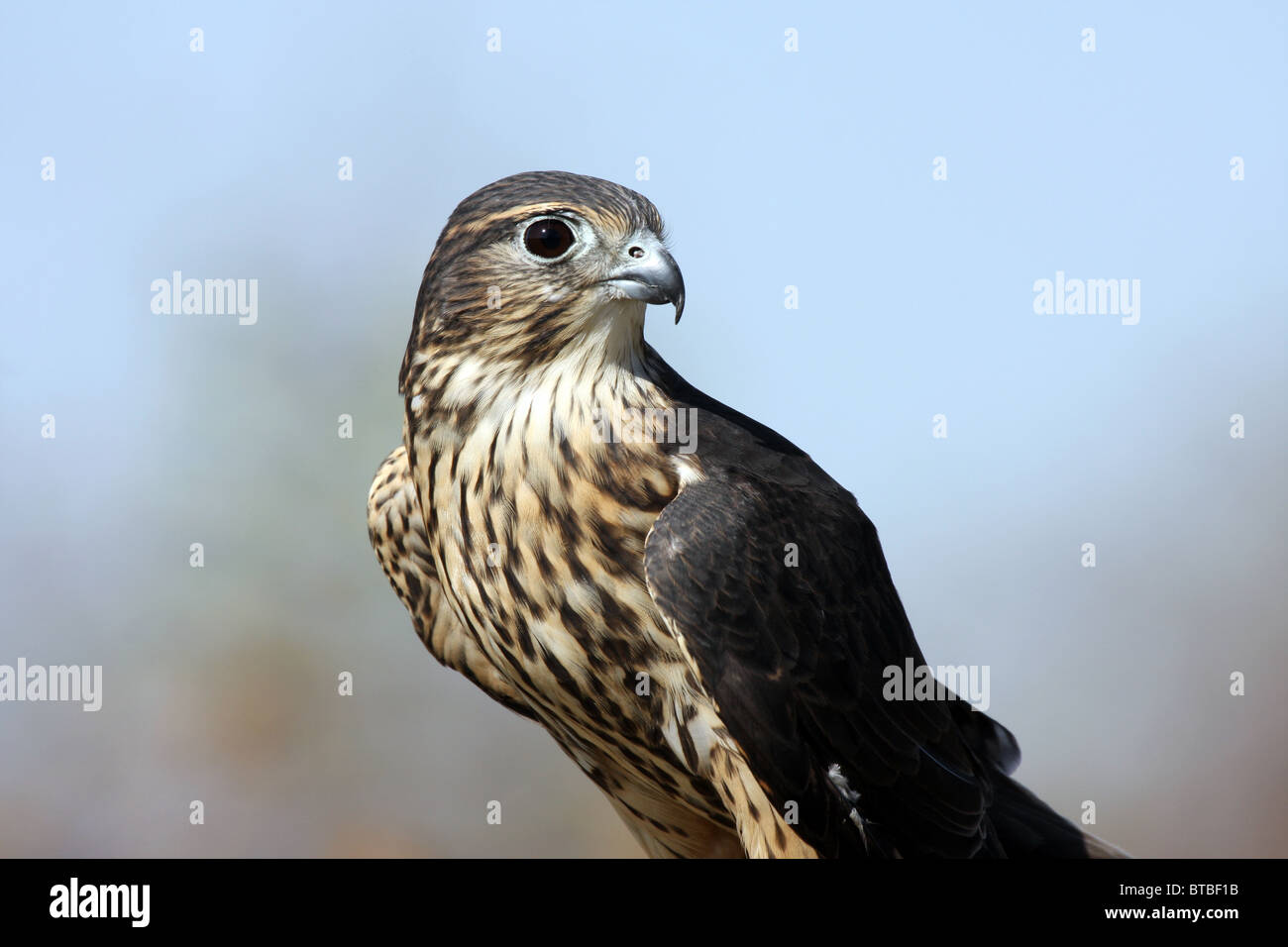 Merlin bird of prey Falco colombarius Stock Photo - Alamy