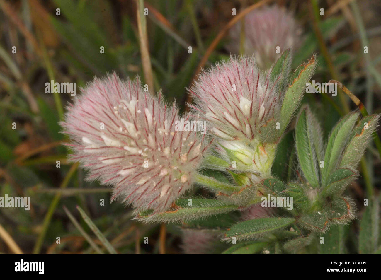Cliff clover hi-res stock photography and images - Alamy