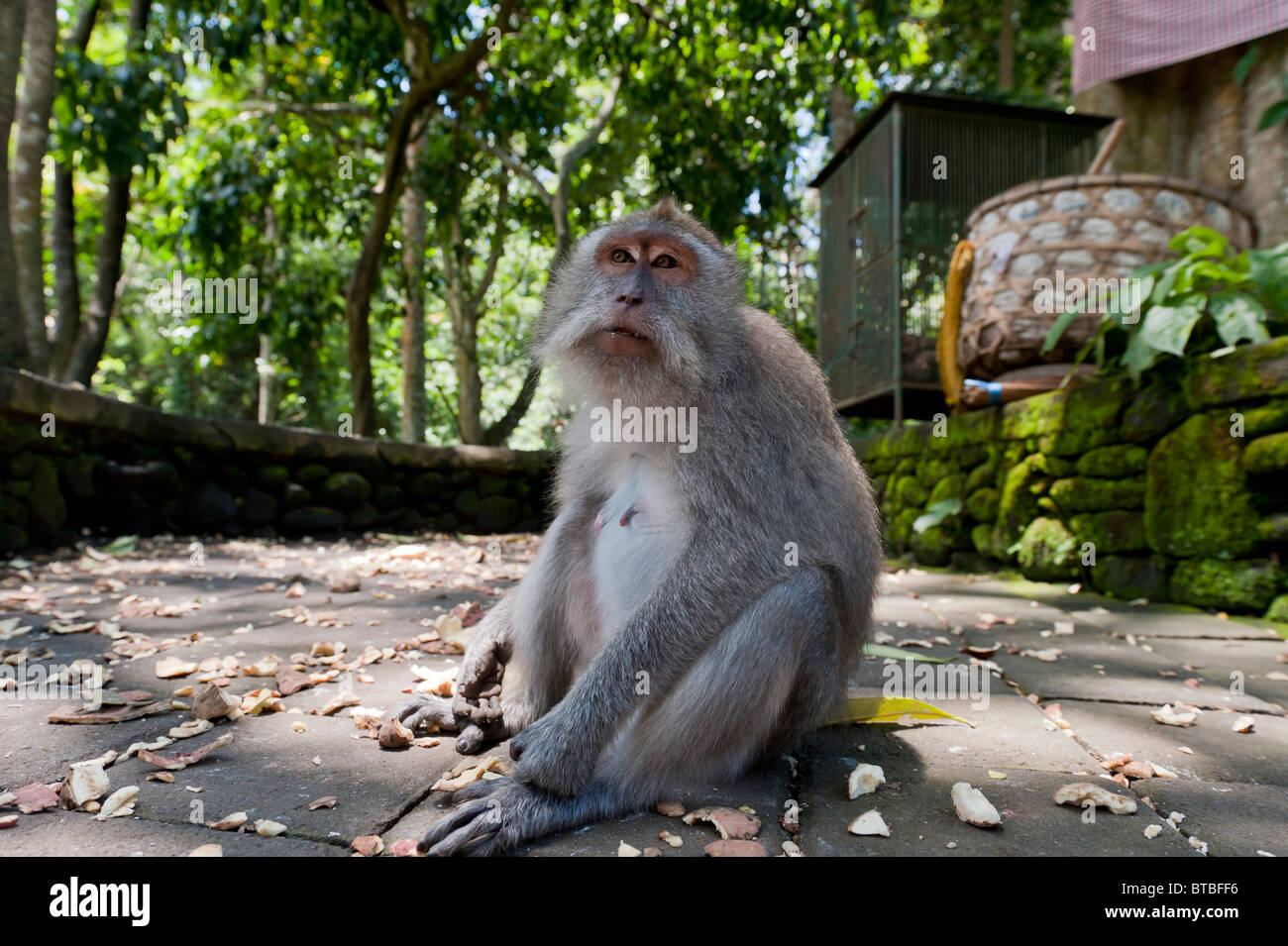 Long Tailed Macaque at the Sacred Monkey Forest Sanctuary and Temple in ...