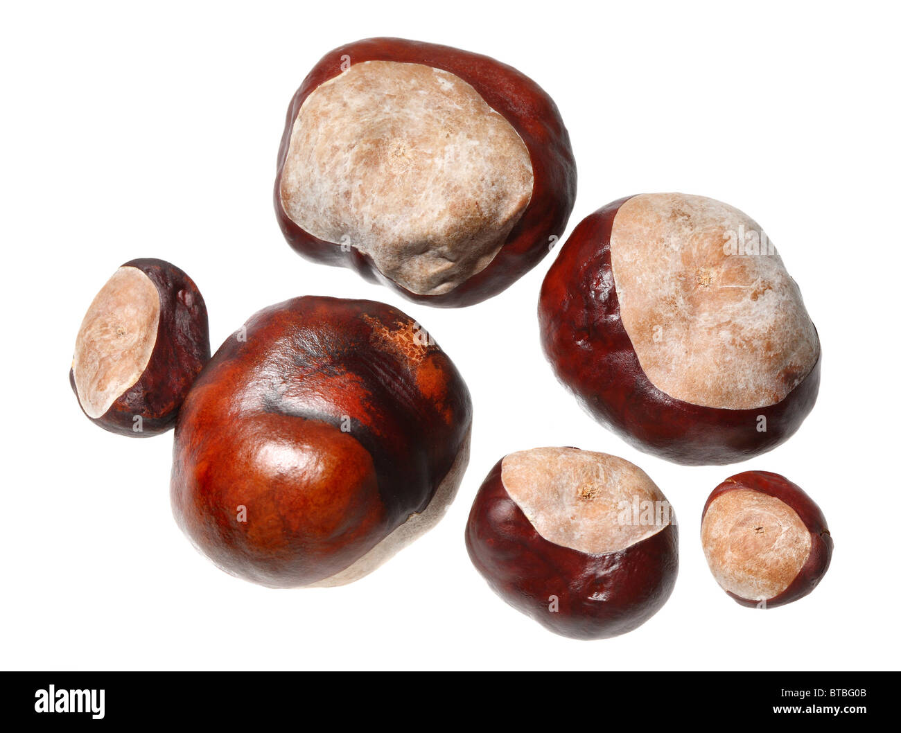 Conker nut hi-res stock photography and images - Alamy