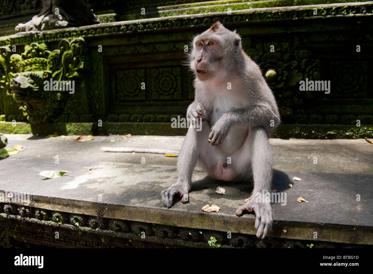 Long Tailed Macaque at the Sacred Monkey Forest Sanctuary and Temple in ...