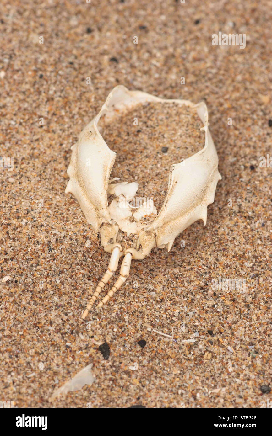 Masked crab shell, Corystes cassivelaunus. washed up on strandline ...