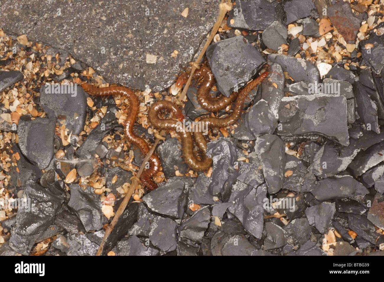 Strigamia maritima, under boulder, Kimmeridge bay Dorset UK Stock Photo ...