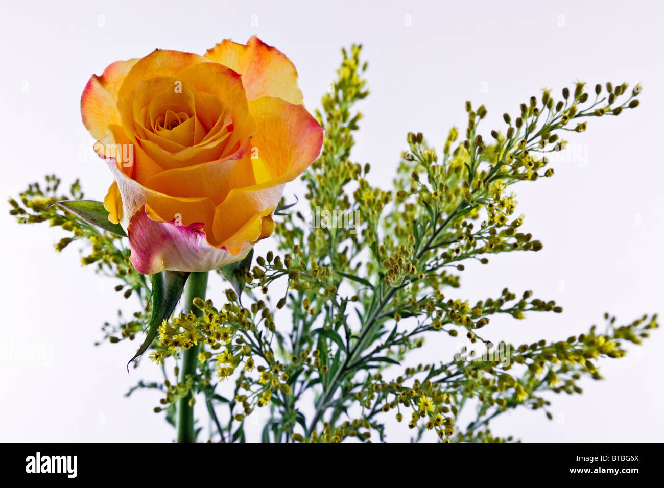 Close-up single orange rose stem and flower Stock Photo - Alamy