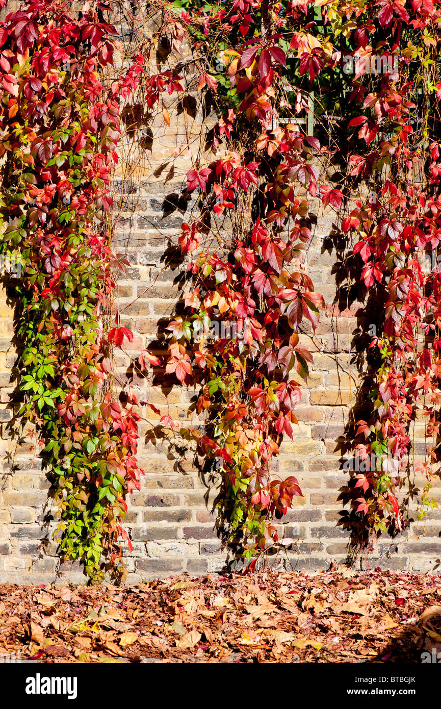 English ivy leaf hi-res stock photography and images - Alamy