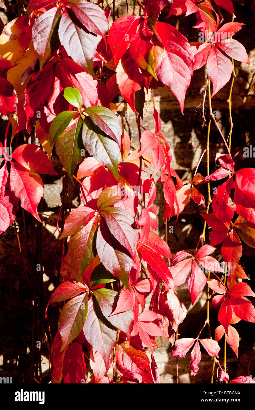 Ivy in autumn colours on brick wall, London, United Kingdom Stock Photo ...