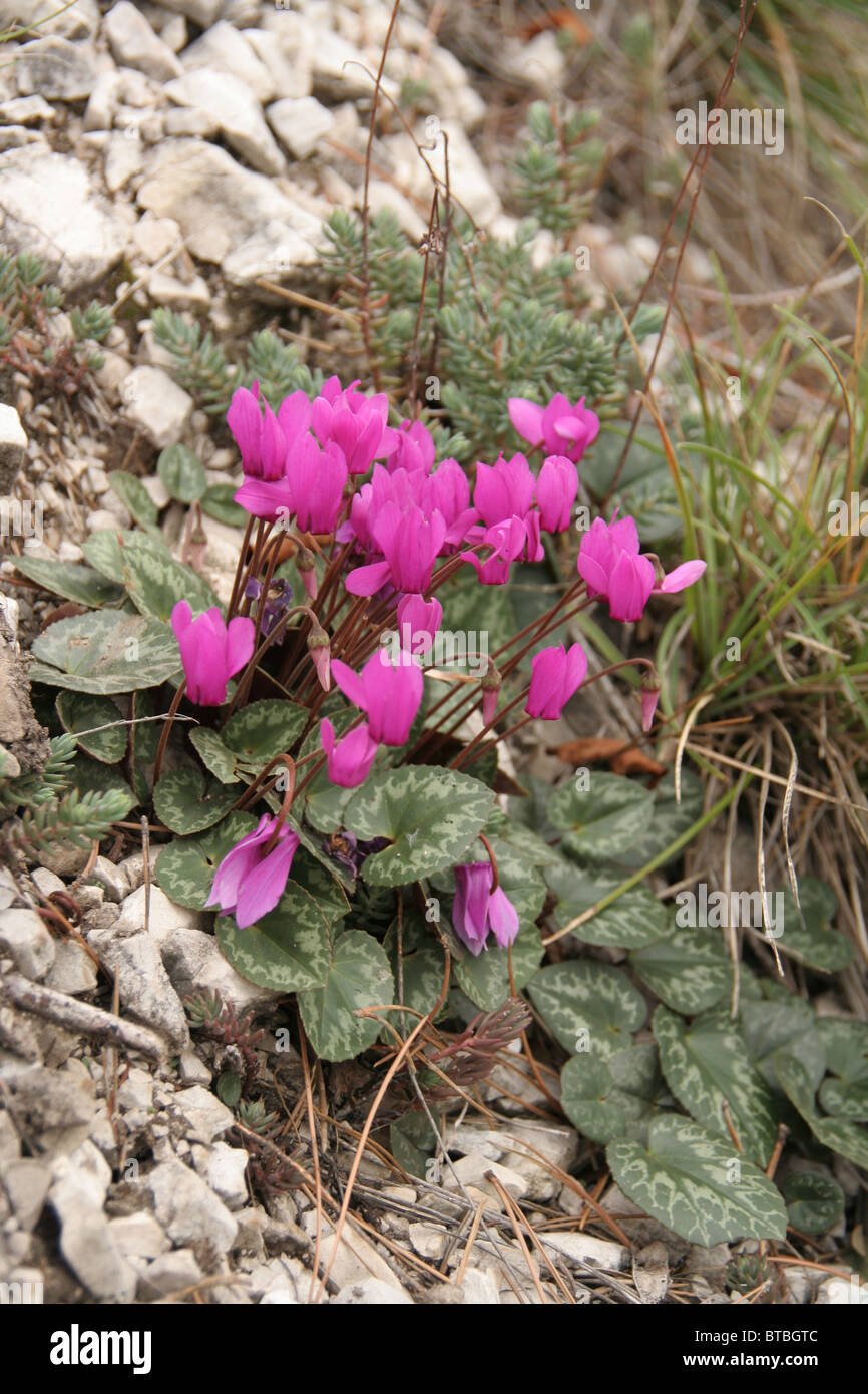 pink cyclamen flowers on limestone rock on Lake Garda, Italy Stock ...
