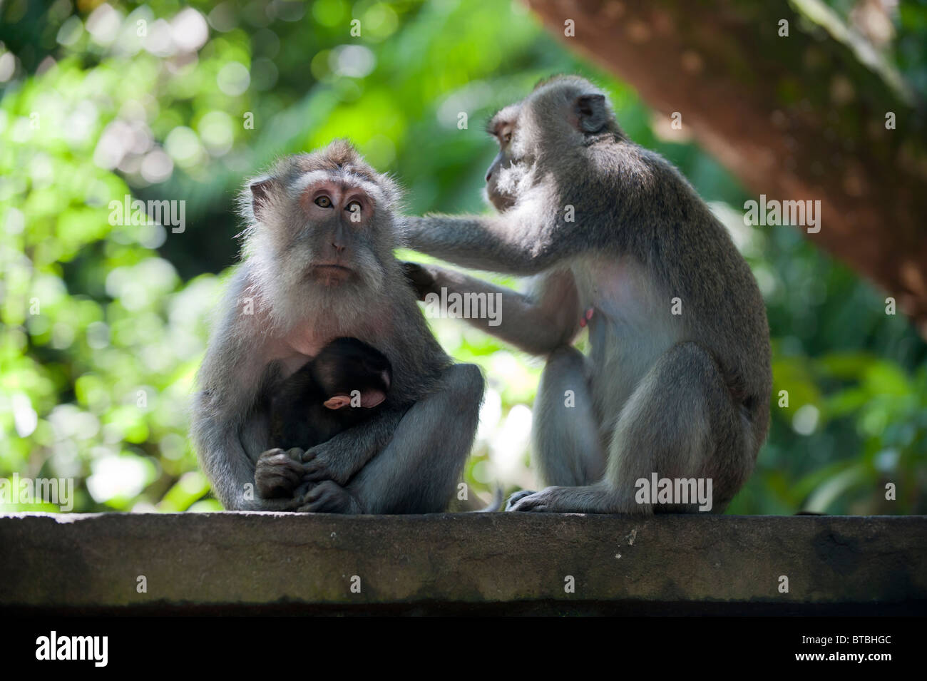 Long Tailed Macaques Grooming at the Sacred Monkey Forest Sanctuary and ...
