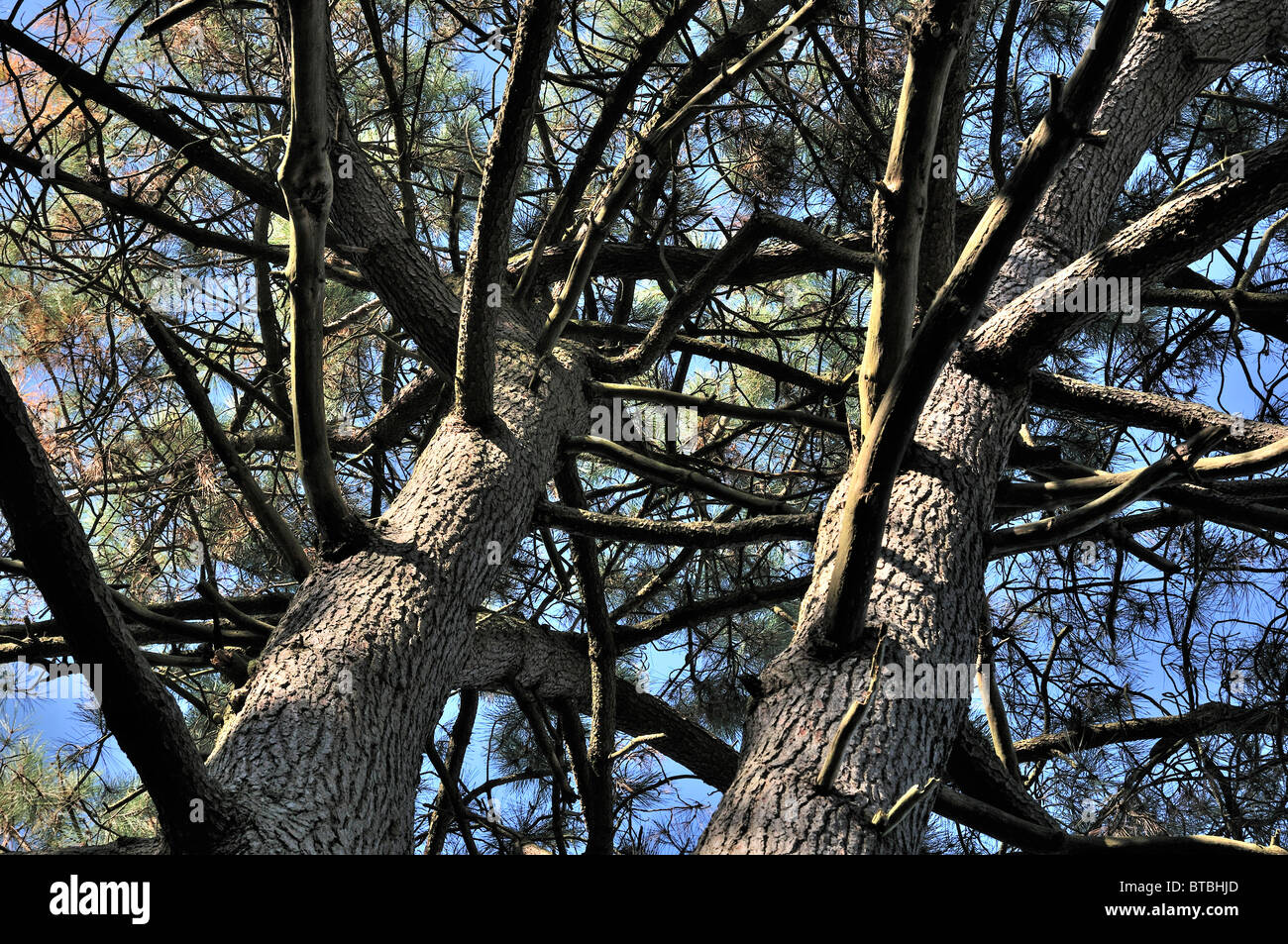 Twin pine trees Stock Photo - Alamy