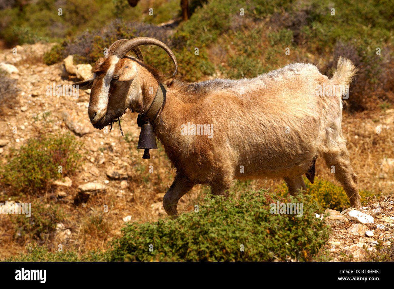 Greece goat hi-res stock photography and images - Alamy