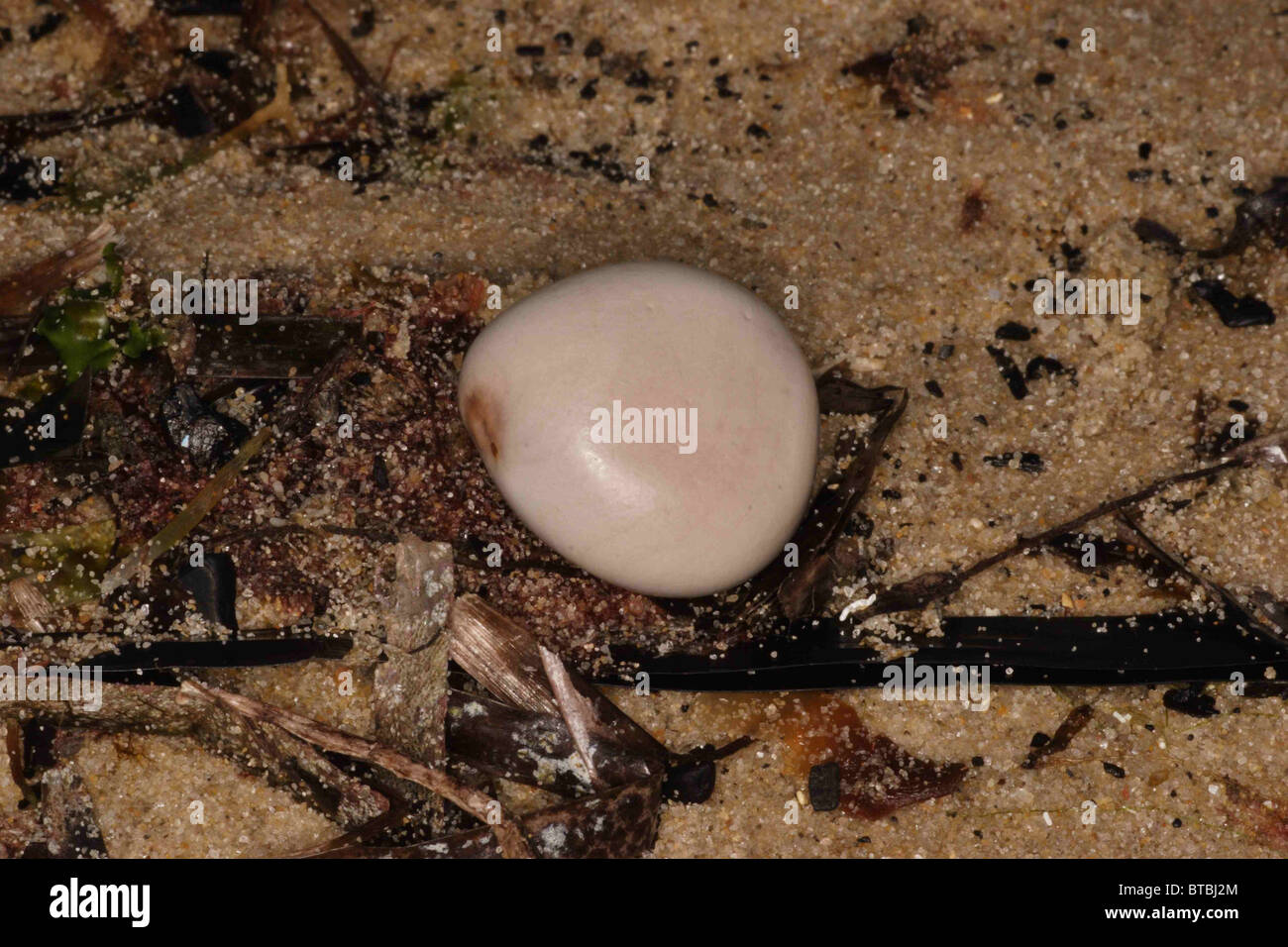 Sea bean uk hi-res stock photography and images - Alamy