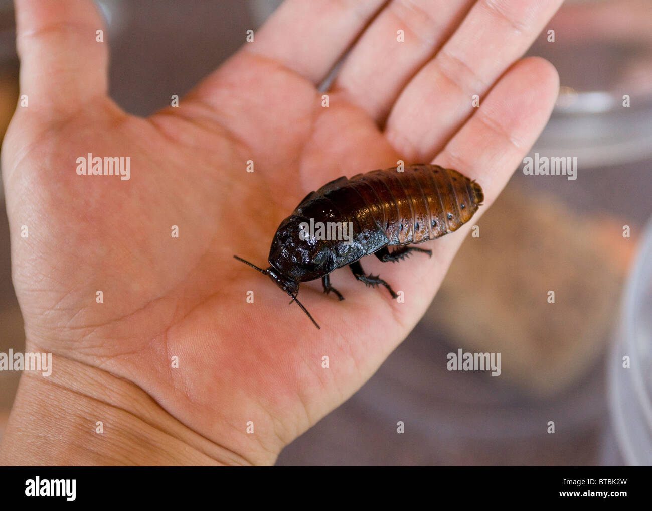 Madagascar hissing cockroach Stock Photo - Alamy