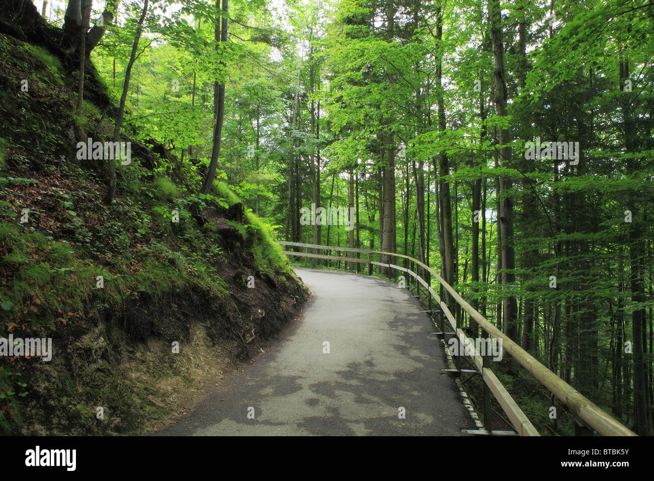 Pathway among trees in the forest in Germany Stock Photo - Alamy