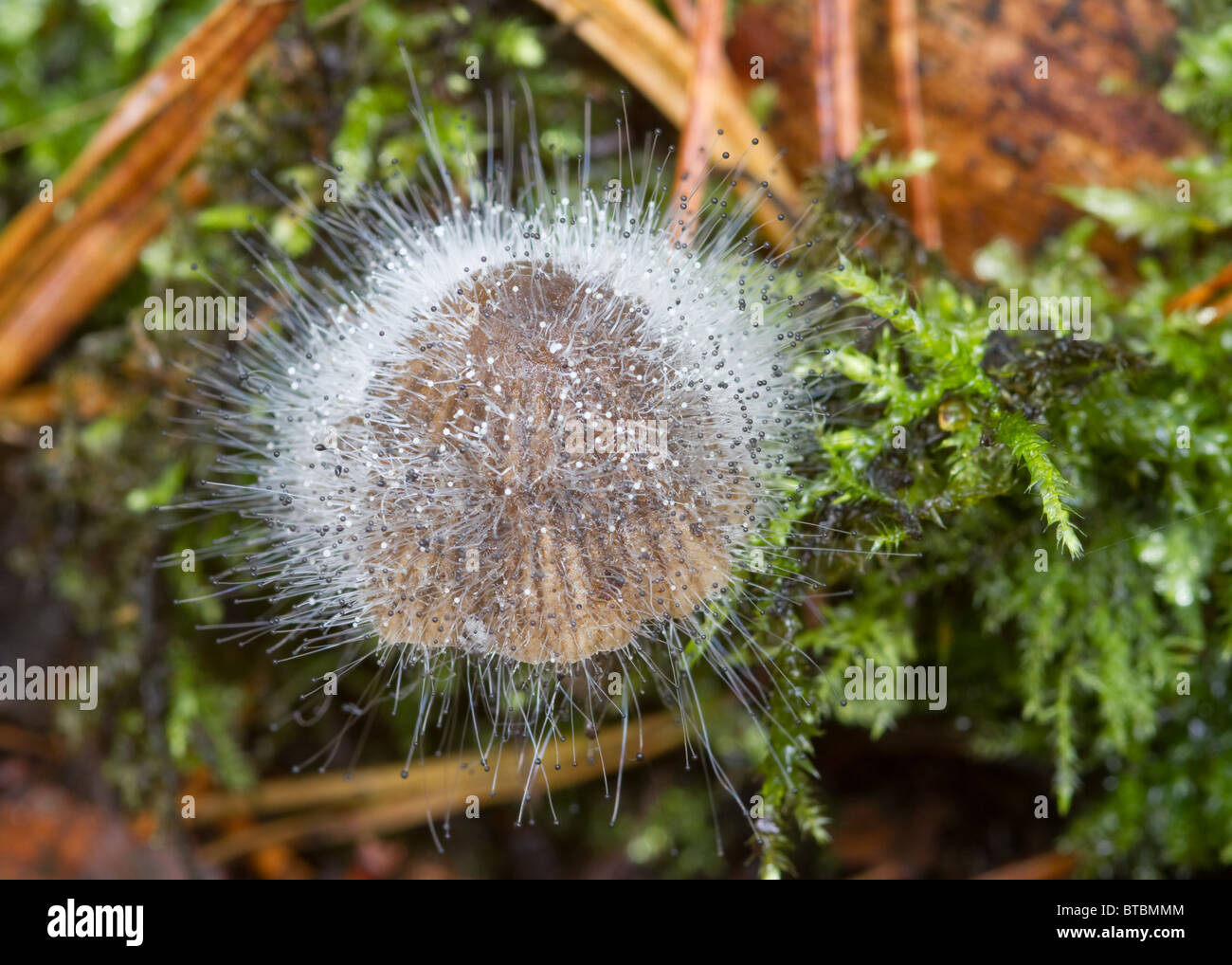 Fungus close-up growing outdoors uncultivated in autumn Stock Photo - Alamy