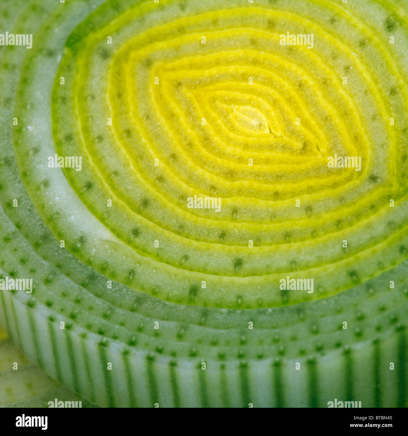 Welsh leek hi-res stock photography and images - Alamy