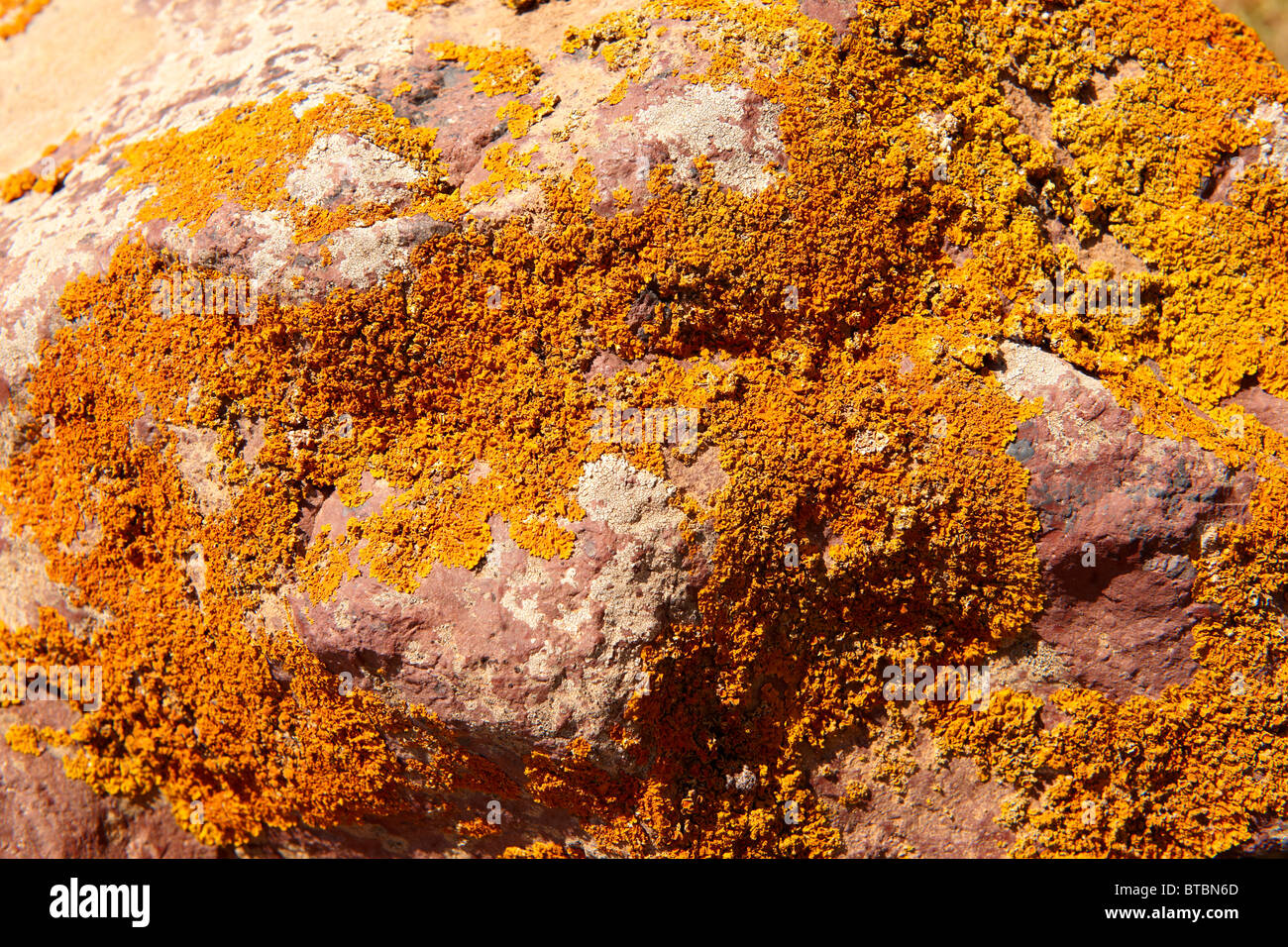 Orange lichen on rocks hi-res stock photography and images - Alamy