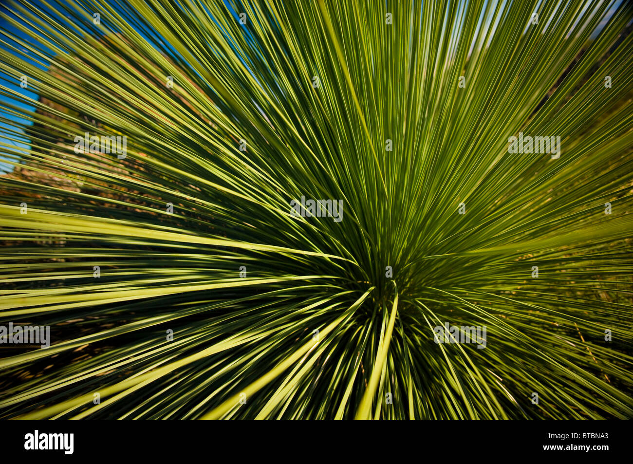 Grass Tree (xanthorrhoea or black boy) shows its sharp, pointy spikes ...