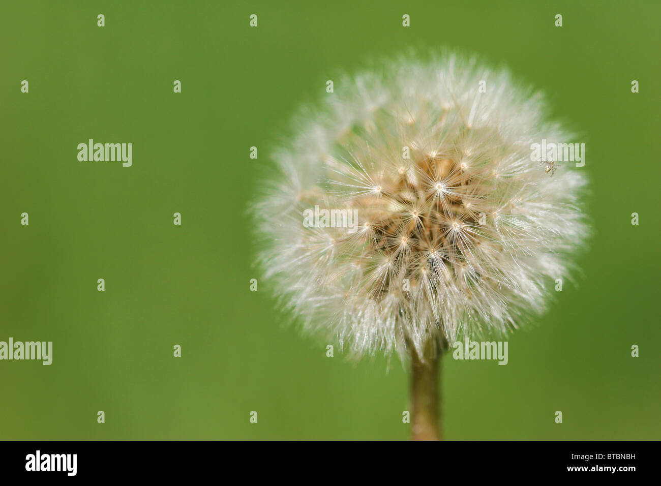 dandelion and white spider on isolated green background Stock Photo - Alamy