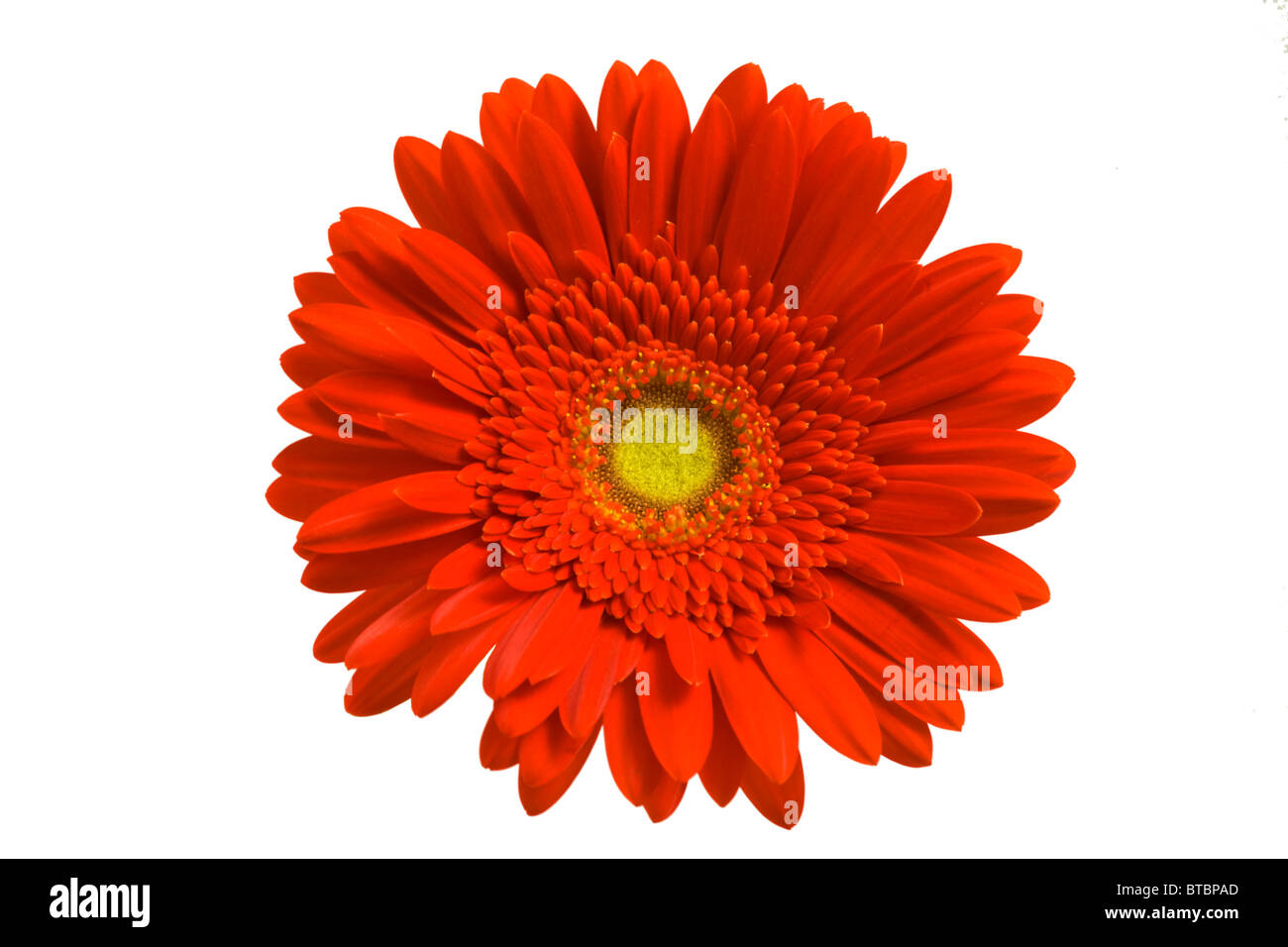 Explosion Of Flowers High Resolution Stock Photography and Images - Alamy