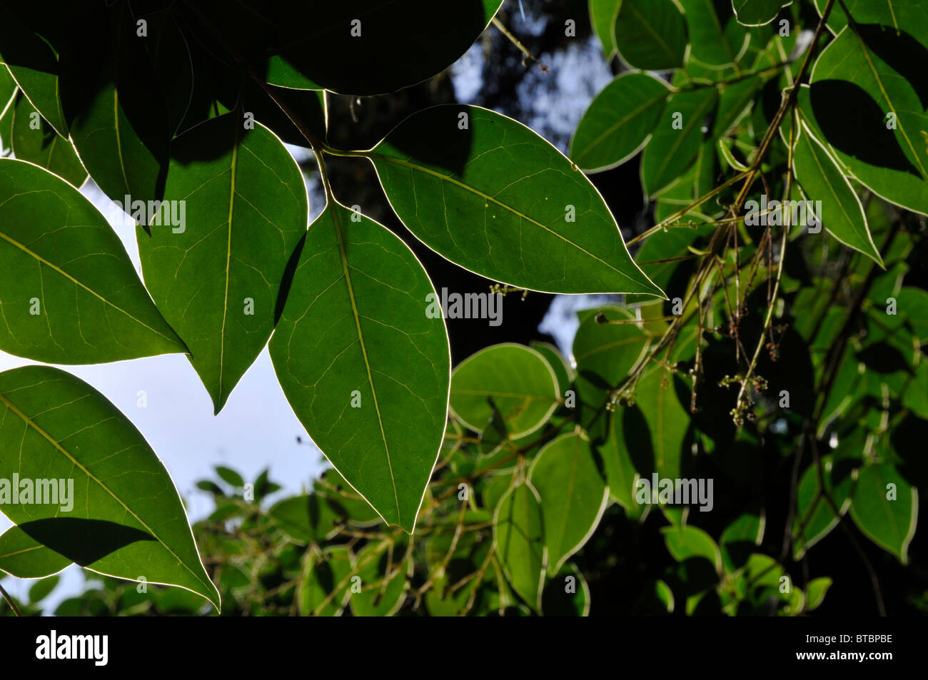 Green form hi-res stock photography and images - Alamy