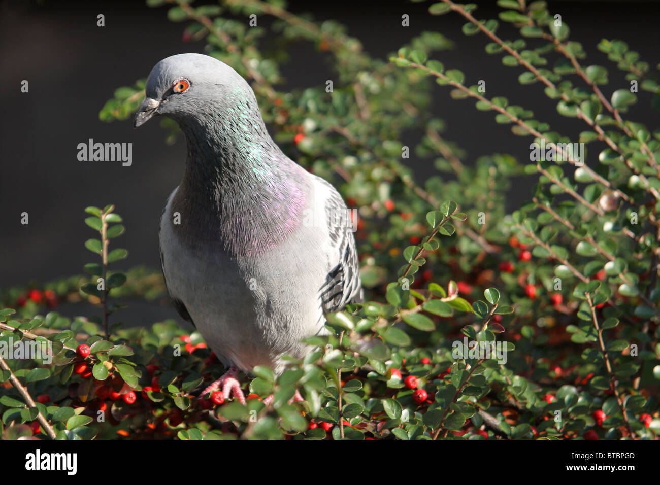 Domestic Pigeon (Columba livia domestica) in city park Stock Photo - Alamy