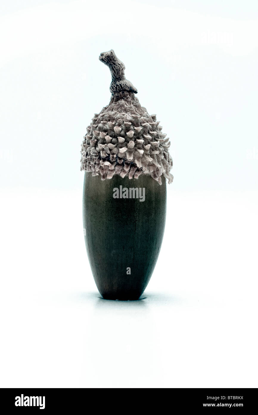 Portrait of an Acorn Stock Photo - Alamy
