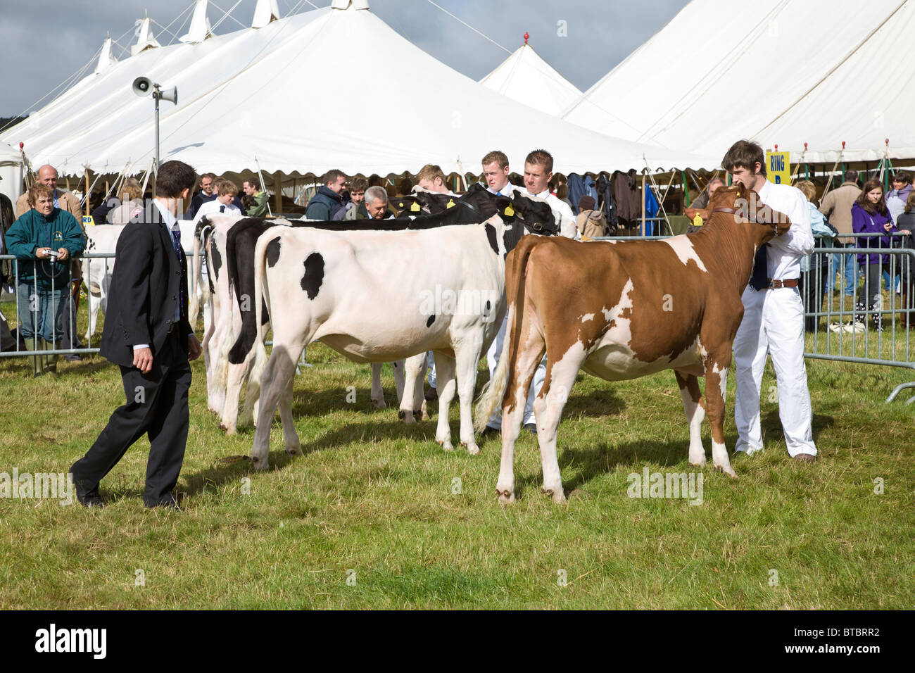Norfolk cows hi-res stock photography and images - Alamy
