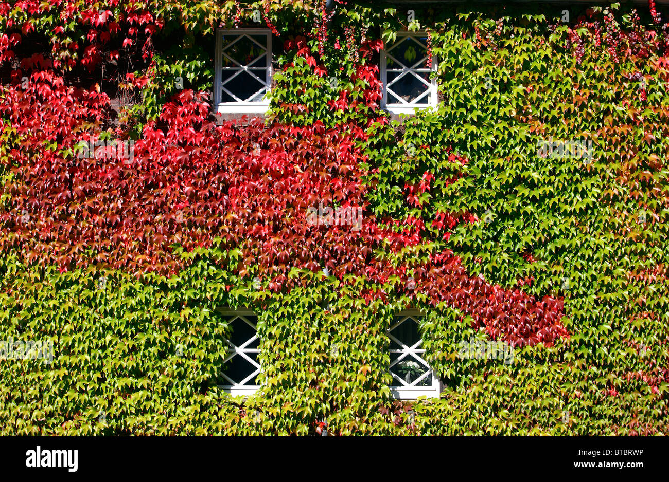 Ivy Growing Up House High Resolution Stock Photography and Images - Alamy