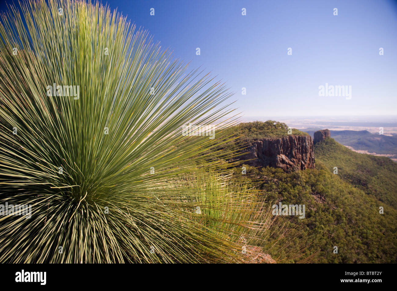 Xanthorrhoea hi-res stock photography and images - Alamy