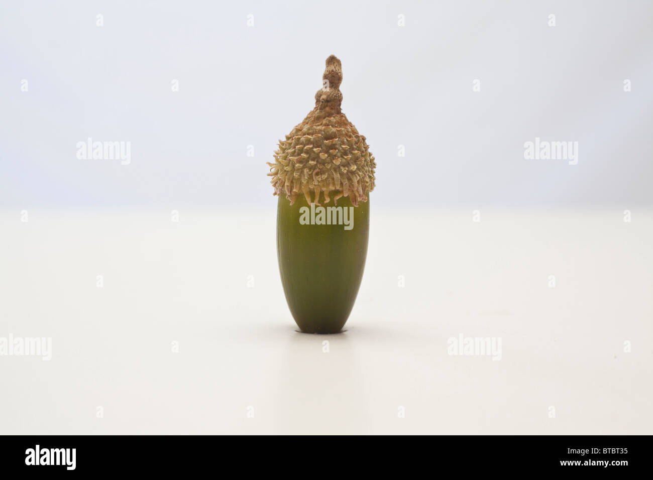 Portrait of an Acorn Stock Photo - Alamy