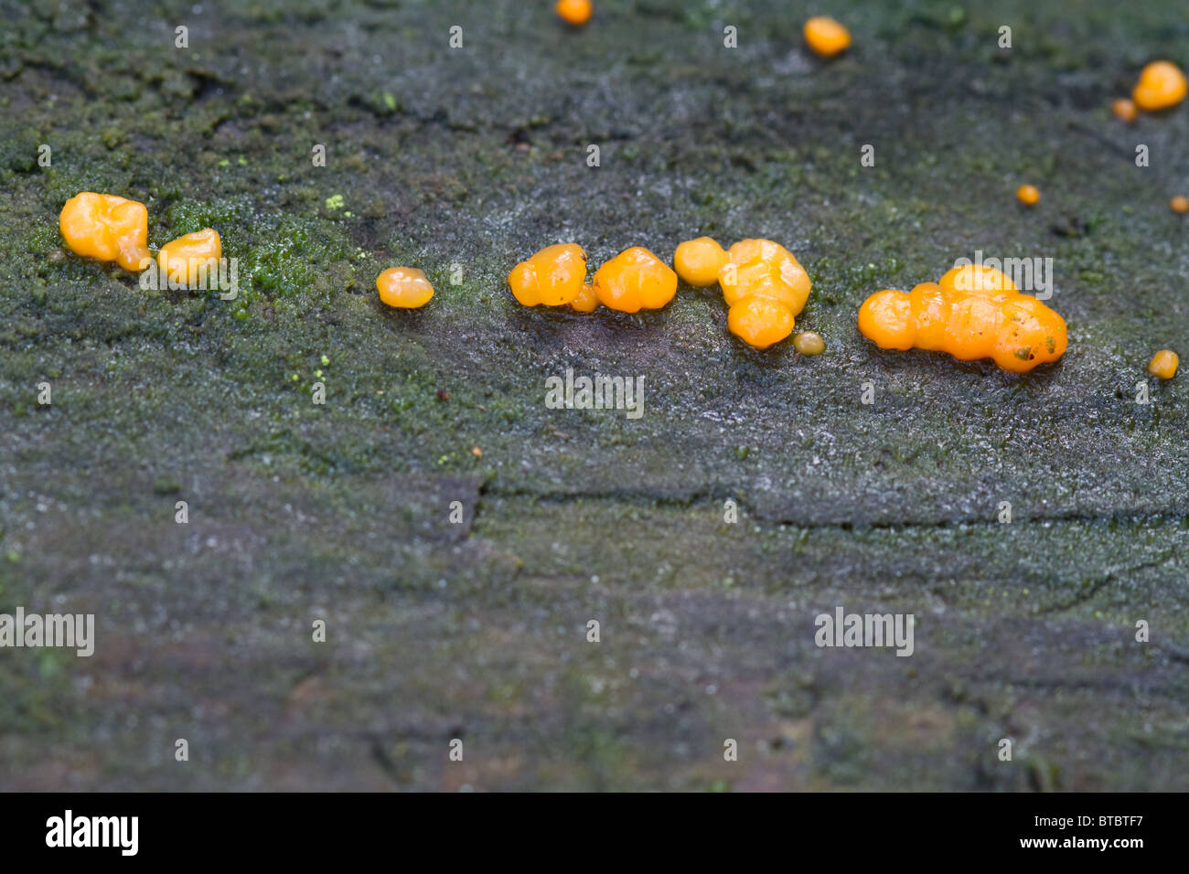 Coral spot fungus growing uncultivated close up Stock Photo - Alamy