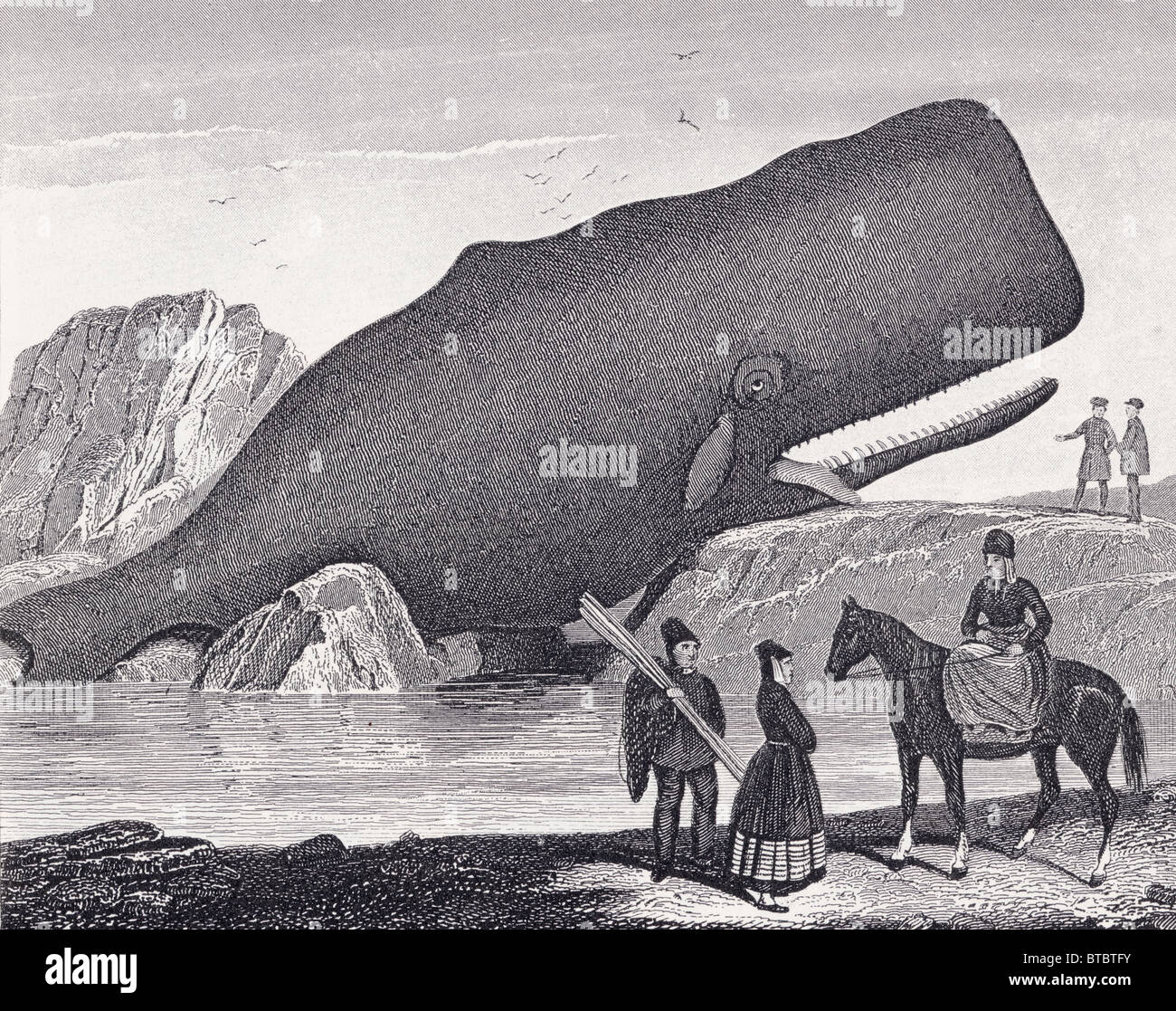 A beached sperm whale, Physeter macrocephalus Stock Photo - Alamy