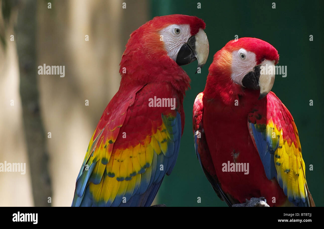 Scarlet Macaws in Mexico Stock Photo - Alamy