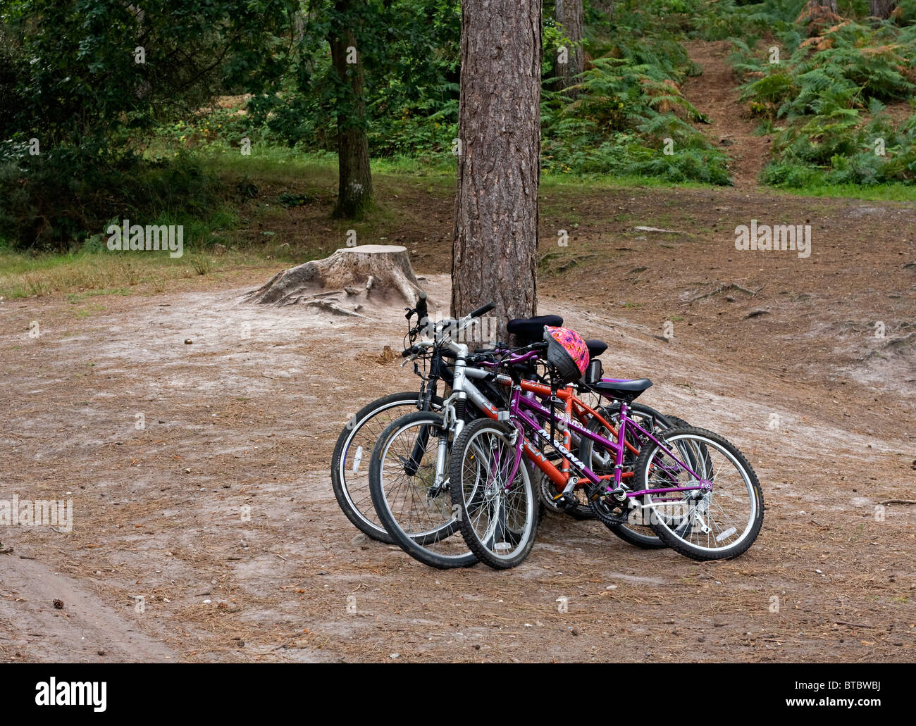 Mountain Bikes Parked against tree in Dorset, UK Stock Photo - Alamy