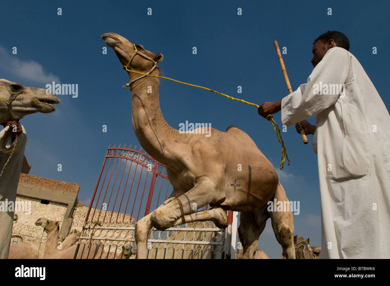 A camel trader leads his camel with front leg bound to hinder its ...