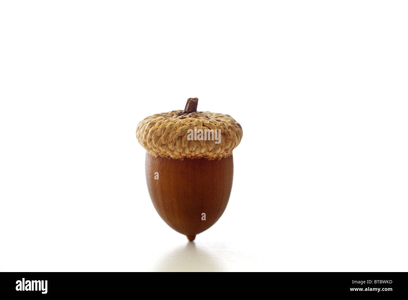 Portrait of an Acorn Stock Photo - Alamy